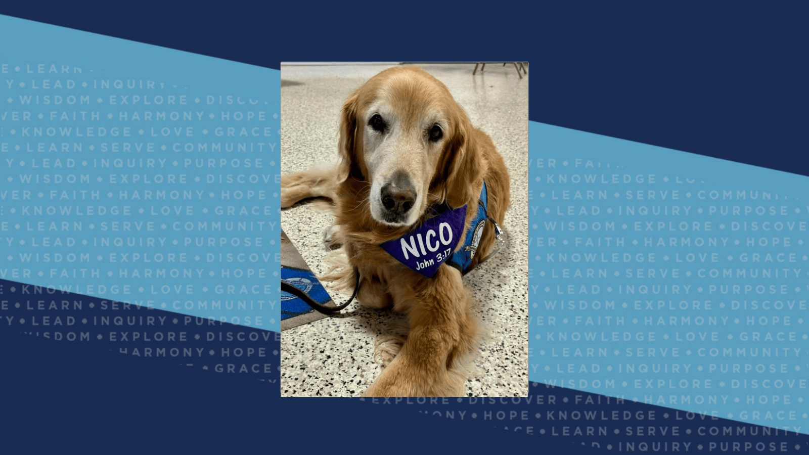 Concordia Nebraska comfort dog Nico is a well-known fixture on campus ...